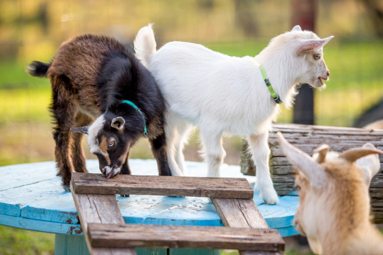 Original Goat Yoga – Cedar Point IL - Original BABY Goat Yoga ...